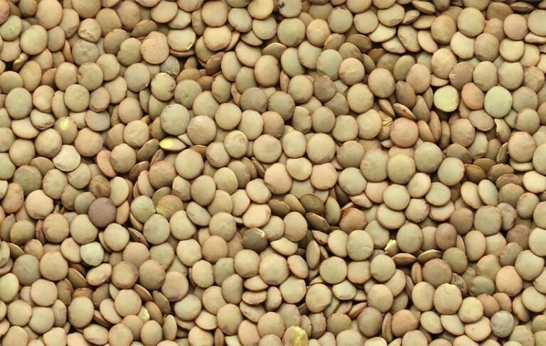 Lentil price per ton canada | wholesale lentils prices canada