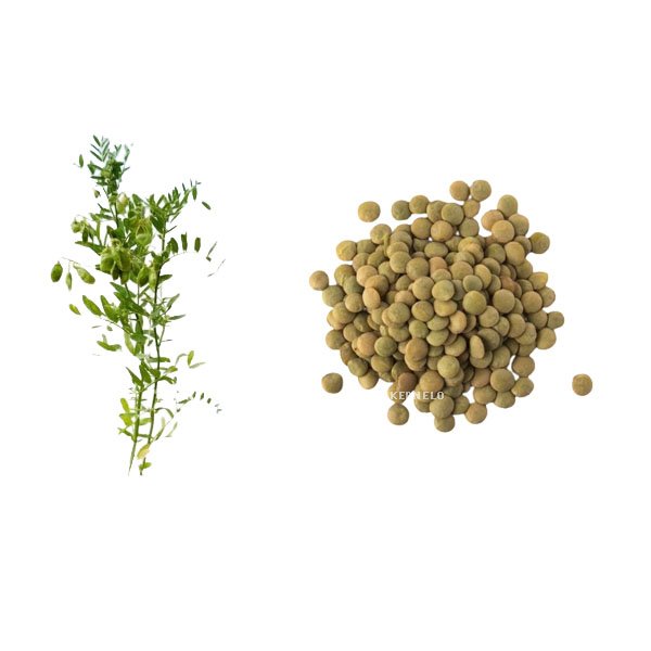 Canada’s pulse, Top-Rated, Quality Lentil & Chickpea | Oct 2025 | Lord ...